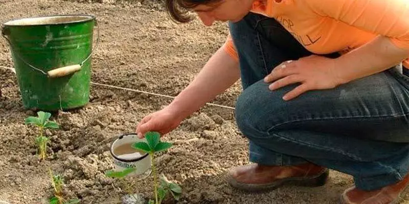 Jinek lênêrîna fêkiyan dike