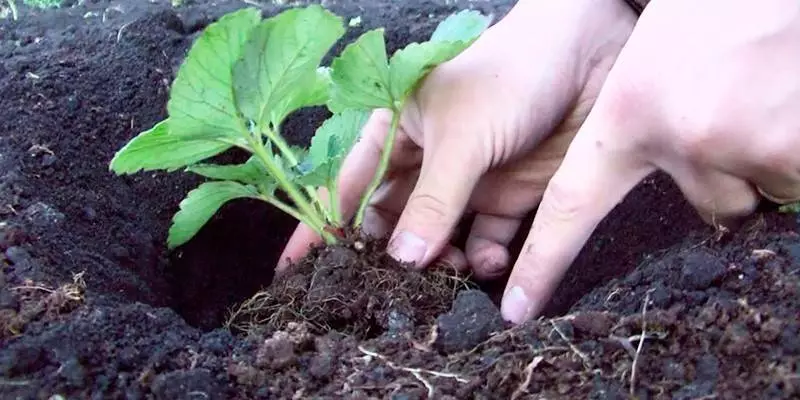 Planting strawberries