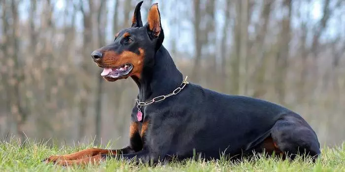 Doberman Pinscher