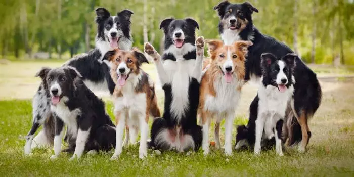 Cães border collie