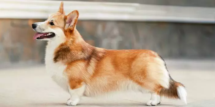 Welsh Corgi Pembroke