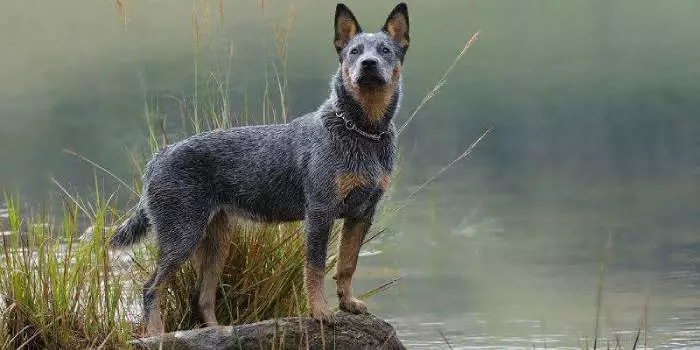 Australesche Véihond