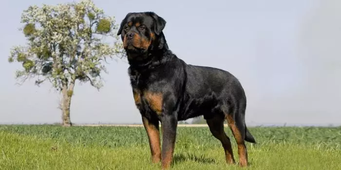 Rottweiler