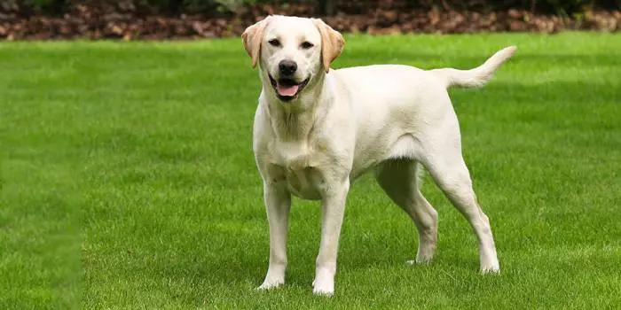 Labrador Retriever