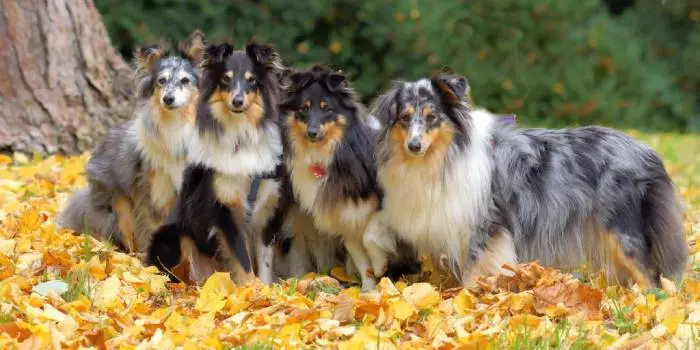 Sheltie