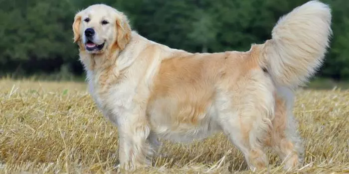 Golden Retriever