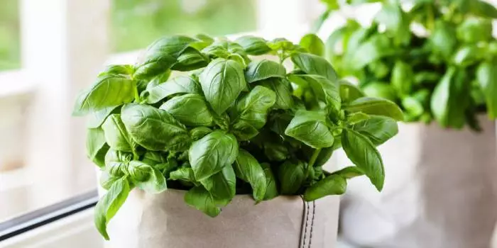 Basil