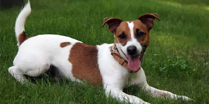 Σκύλος Jack Russell Terrier