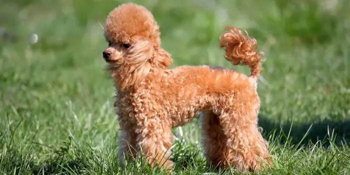 Miniature poodle