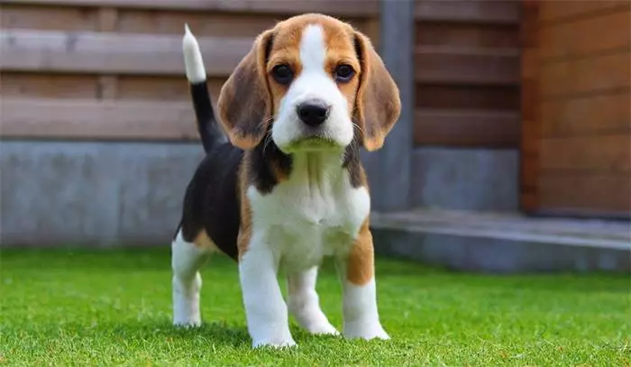 កូនឆ្កែ Beagle