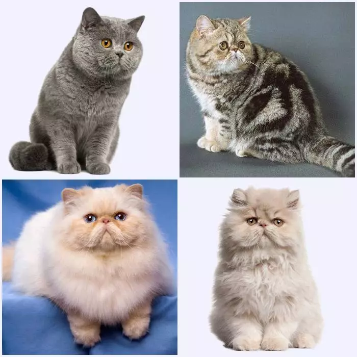 Мачки со рамно лице