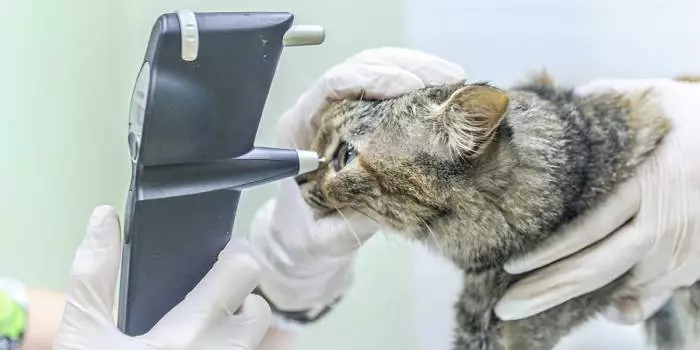 Eläinlääkäri tutkii kissan