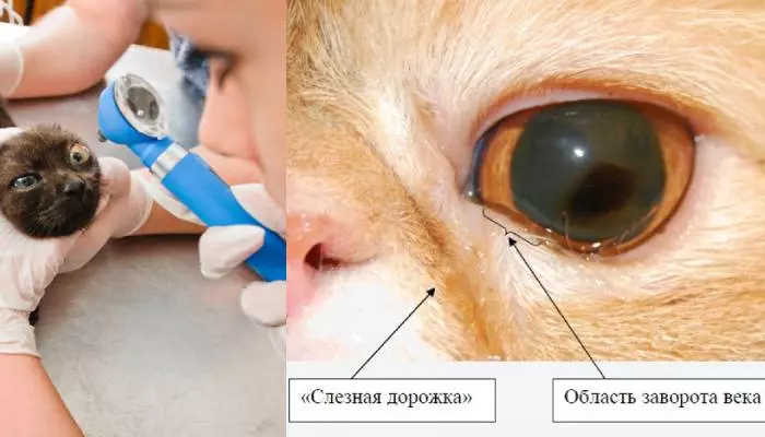 Pregled lacrimalnog kanala kod mačke
