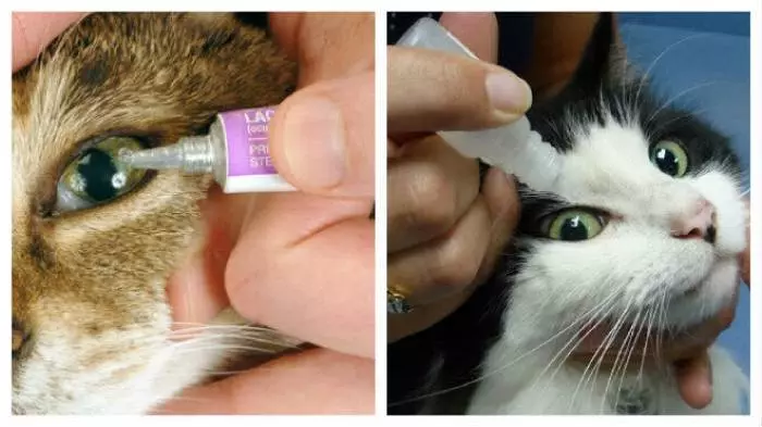 Kedilerde sulu gözlerin tedavisi