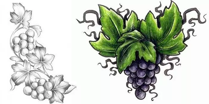 Punch of grapes and vine