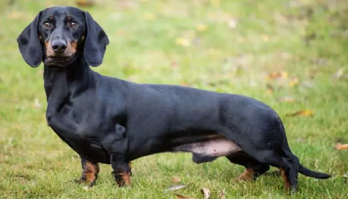 Dachshund