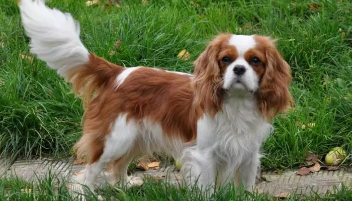 Mfalme wa Cavalier charles spaniel