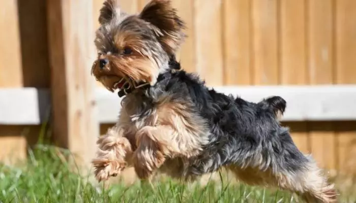 Yorkshire Terrier