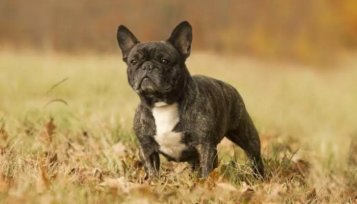 French Bulldog