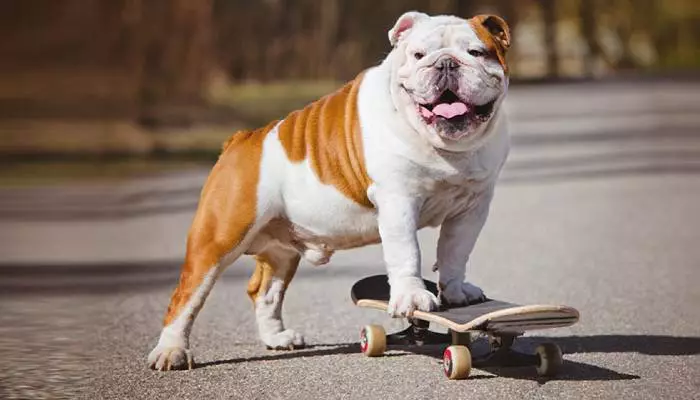 English bulldog