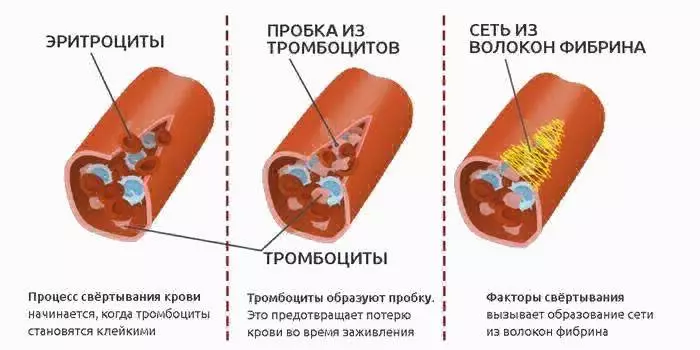 Кандын уюшу процесси