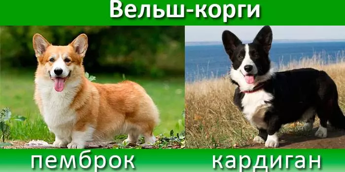 Пемброк ба кардиган