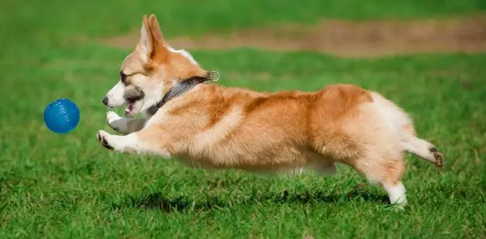 Um cachorro brincando com uma bola