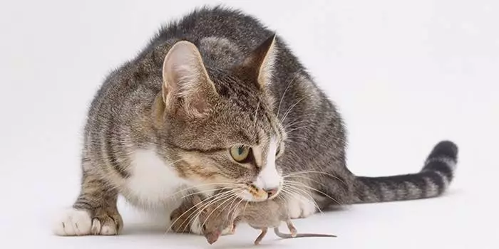 Myš Cat