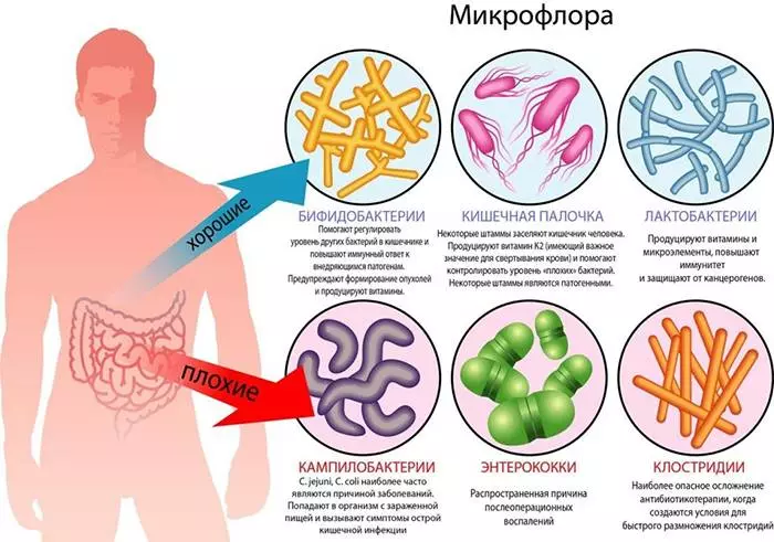 Microflora intestinal