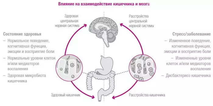 Efectos sobre a interacción intestino-cerebro