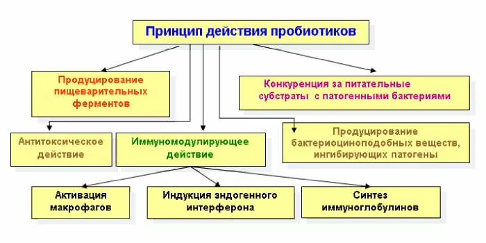 Kouman probyotik travay