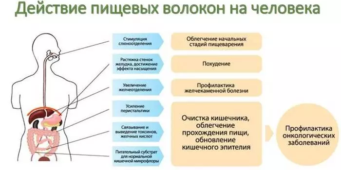 Ефектът на диетичните фибри върху тялото