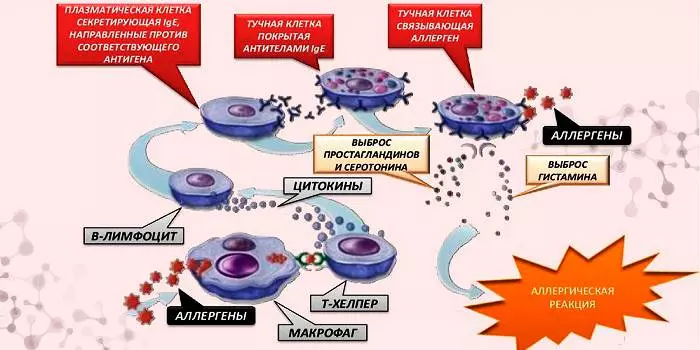 Allergia arengu mehhanism