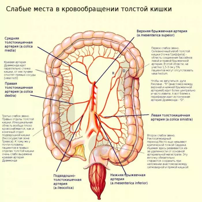 Puntos débiles na circulación do colon