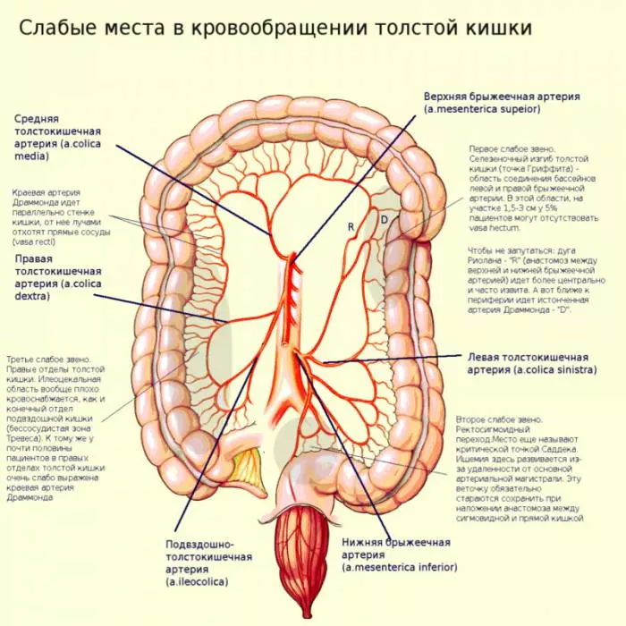 Слаби точки во циркулацијата на дебелото црево