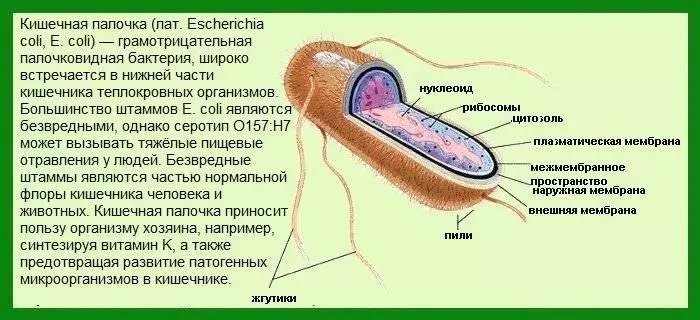 Colibacillus