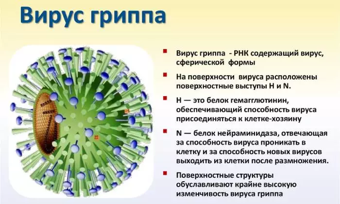 Qrip Virusunun Təsviri