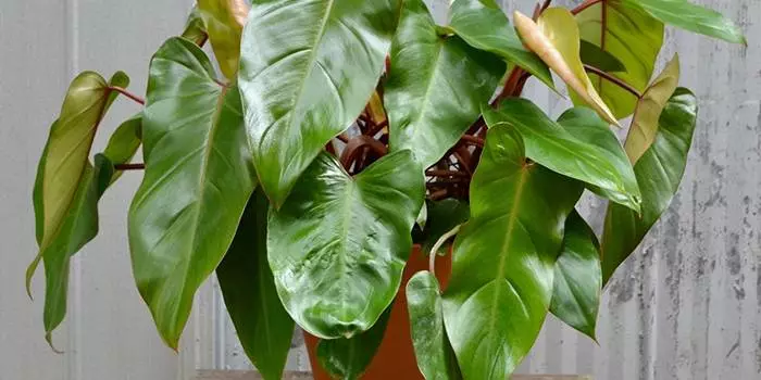 Philodendron