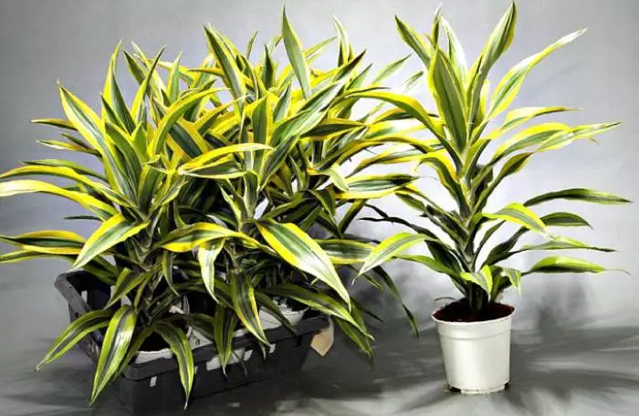 Dracaena