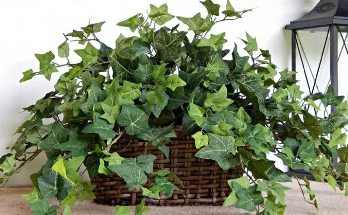 Chirungu ivy
