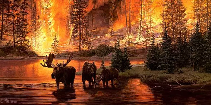Miškų gaisrų pasekmės aplinkai