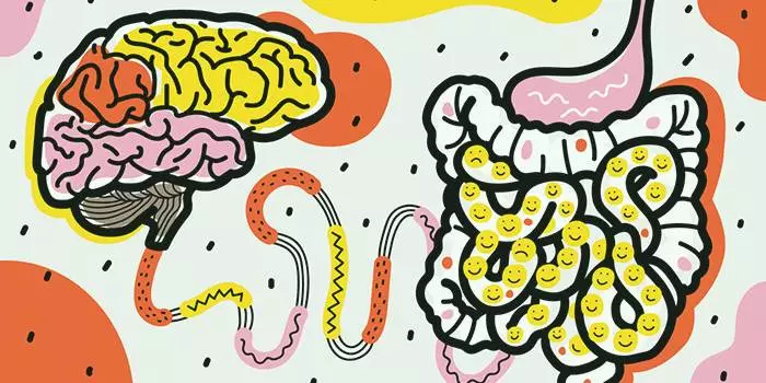 Cómo se comunican las bacterias y el cerebro