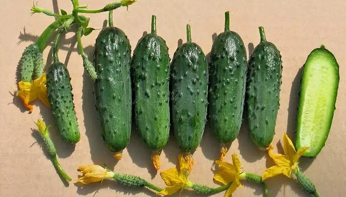 Planter des concombres dans des bouteilles de 5 litres: caractéristiques technologiques