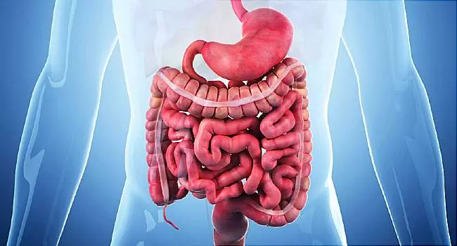 L'effet du coronavirus sur le tractus gastro-intestinal 9879_1