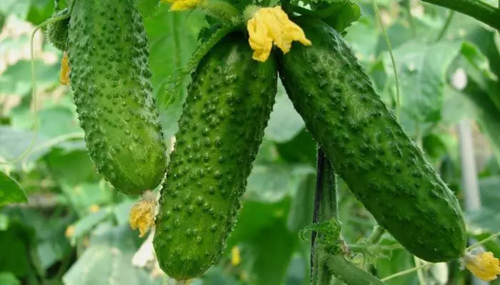 Variétés de concombres pour une serre en polycarbonate: quels sont les meilleurs à planter