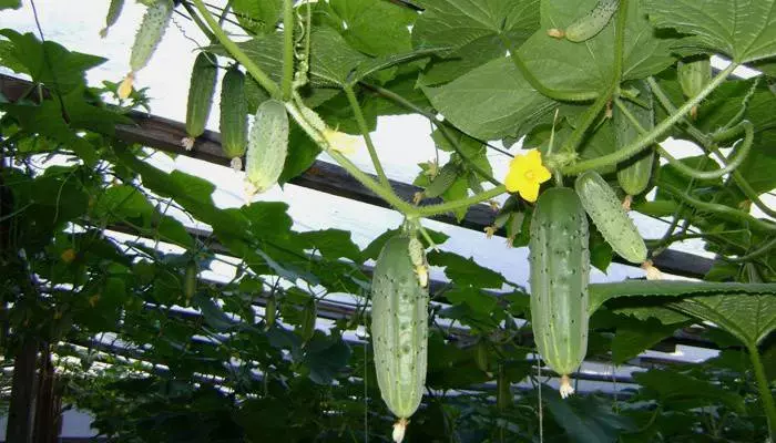 Cucumbers na griin haus