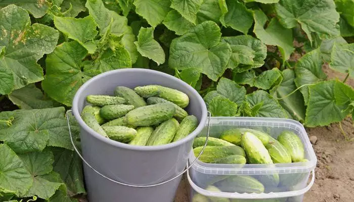 Parthenocarpic cucumber variety