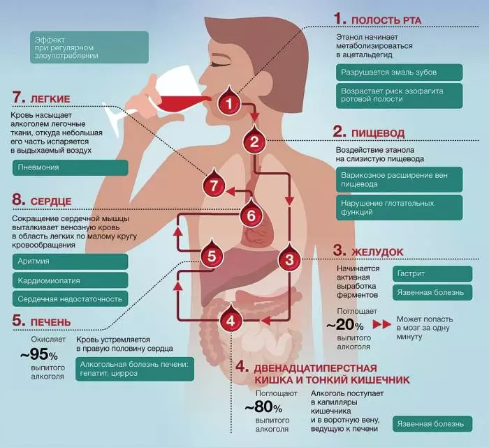 Het effect van alcohol op het lichaam tijdens infectie